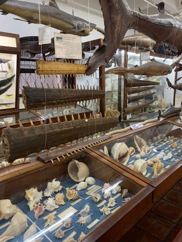 Museu do Mar: passeio em Santos garante mergulho de conhecimento no ...