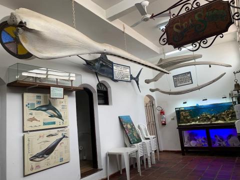 Museu do Mar: passeio em Santos garante mergulho de conhecimento no ...