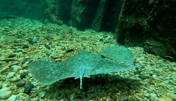 Quatro raias nascem e são novas atrações do Aquário de Santos | Notícia ...